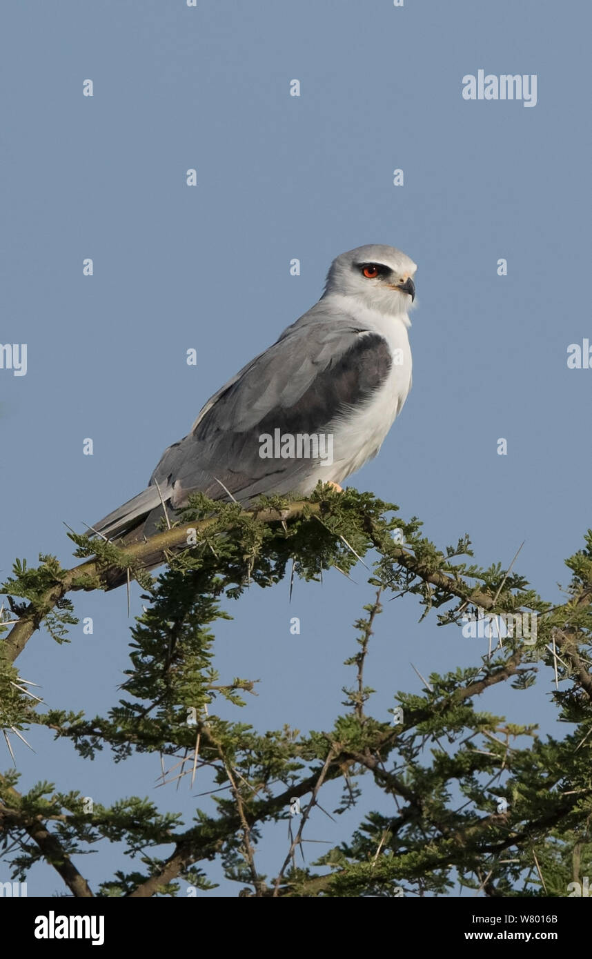Black-shouldered Kite (Elanus caeruleus) in Acacia Tree, Serengeti ...