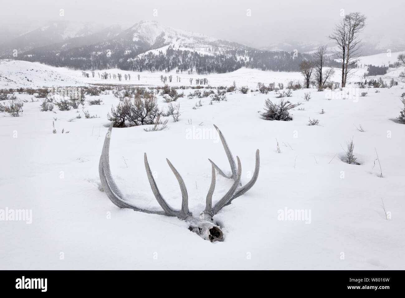 Elk skull hi-res stock photography and images - Alamy