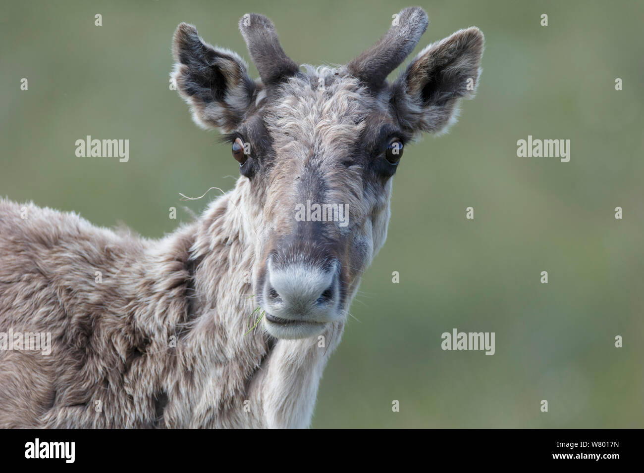 Reindeer (Rangifer tarandus) with antlers in velvet, portrait. Finnmark ...