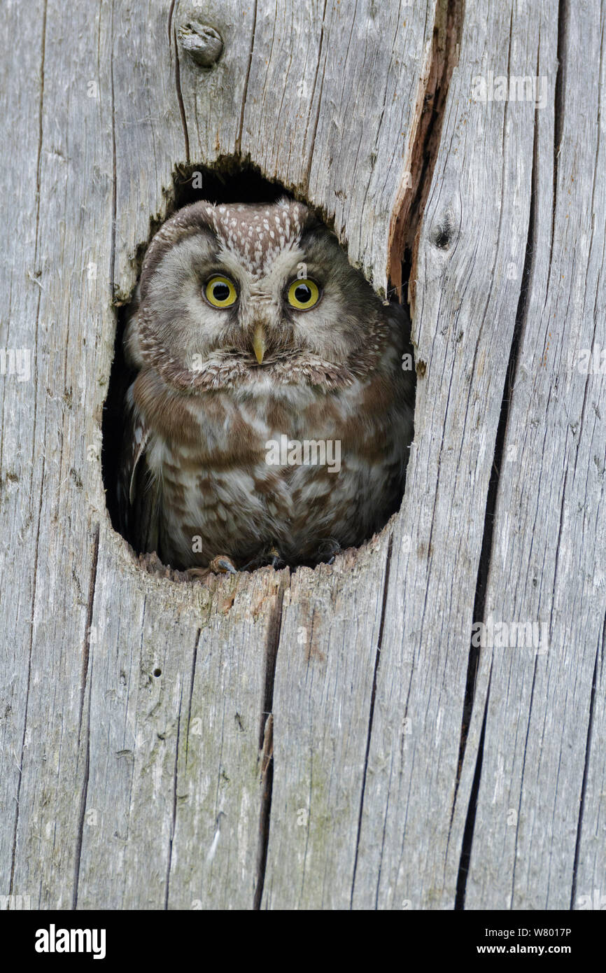Tengmalm's / Boreal owl (Aegolius funereus) looking out of nesting hole ...