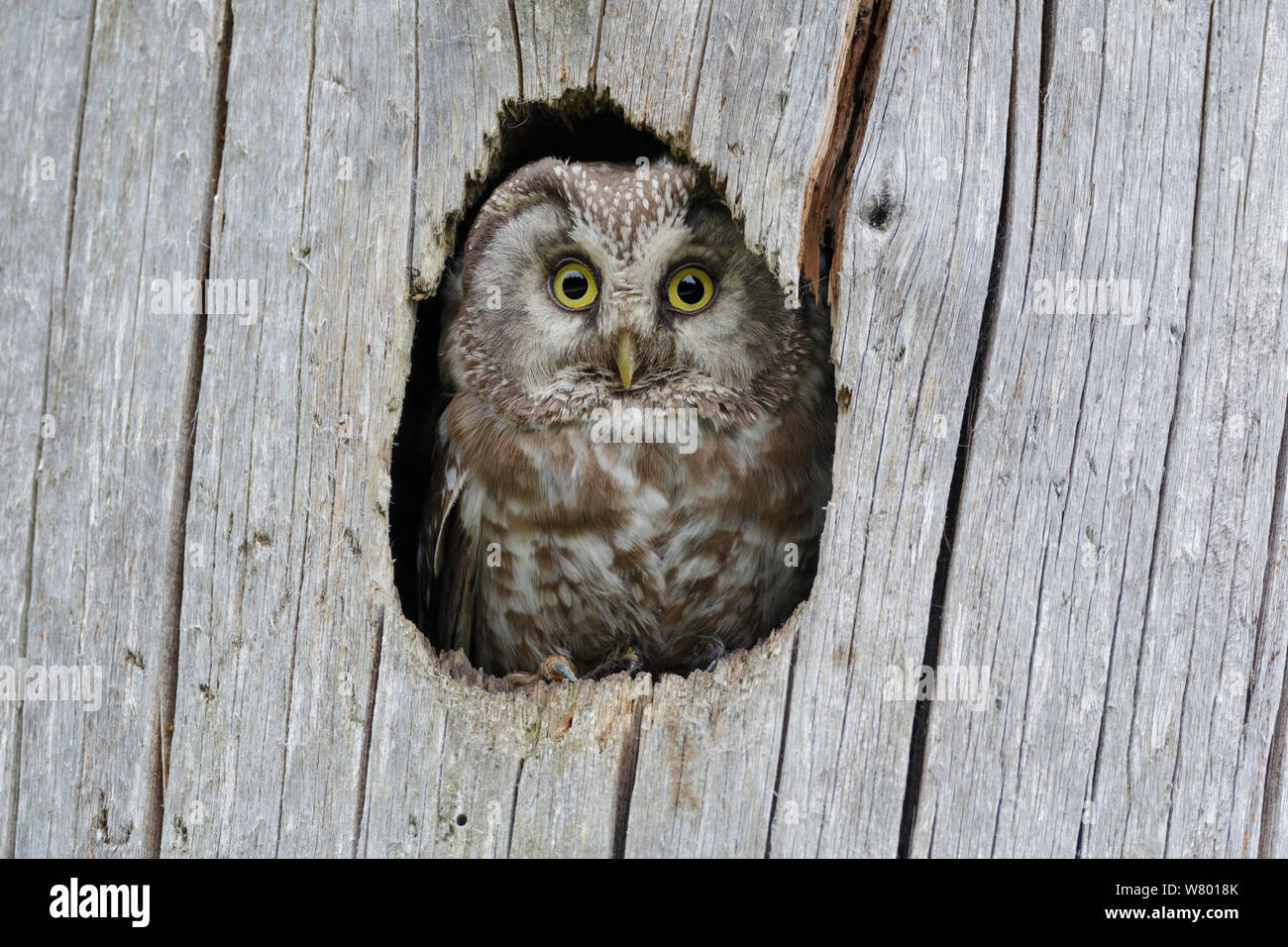 Boreal owl nest hi-res stock photography and images - Alamy