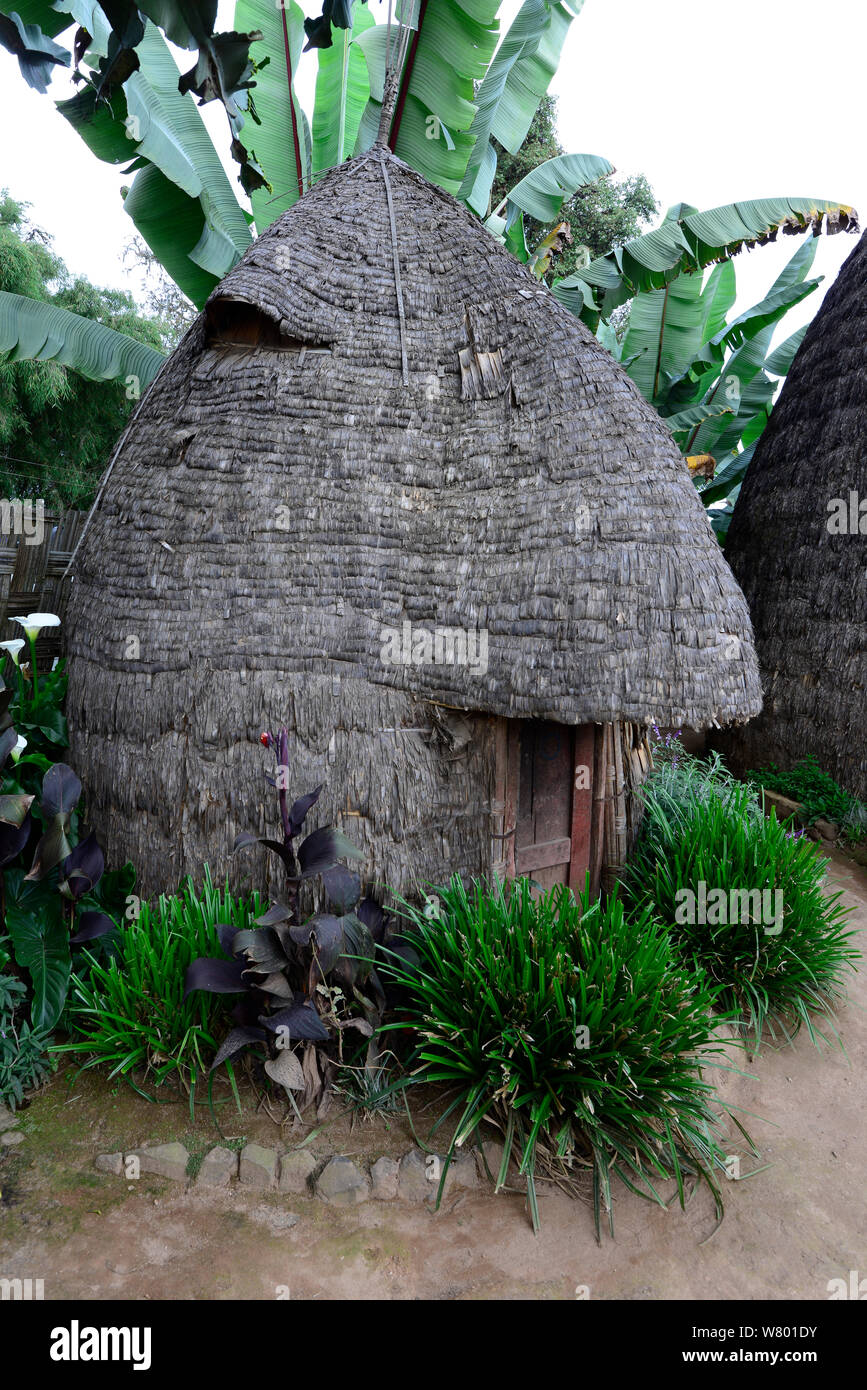 Towering huts, dorze village. Guge mountains, Chamo lake. Dorze huts ...