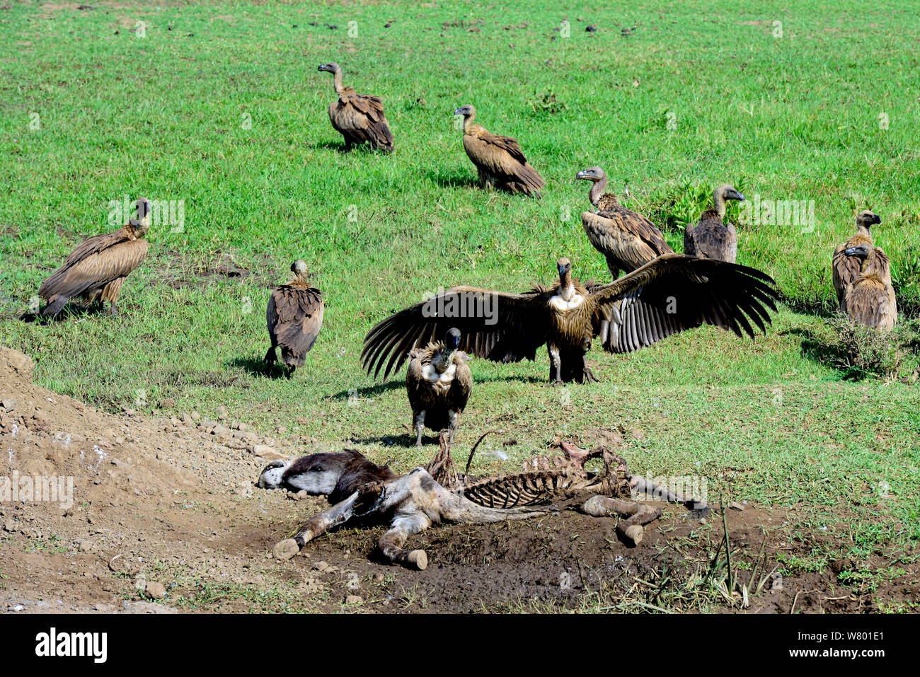 Vulture death vultures africa hi-res stock photography and images - Alamy