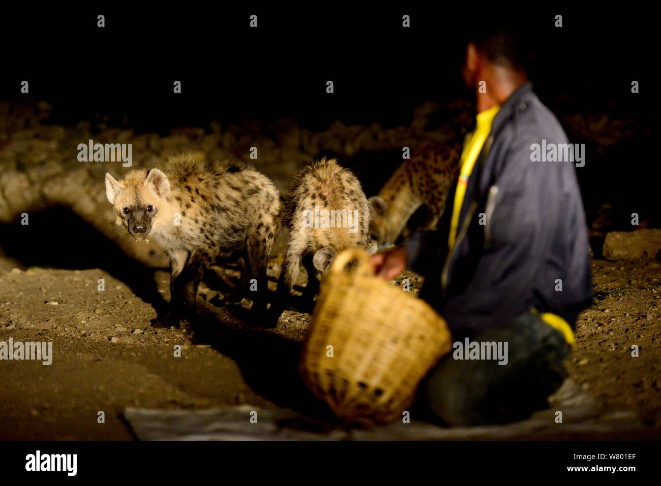 Hyena feeding in harar hi-res stock photography and images - Alamy