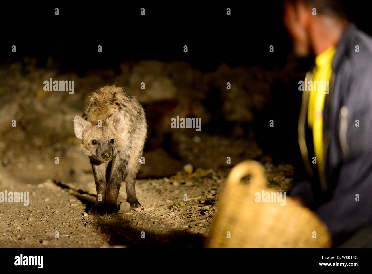 Spotted hyena night hi-res stock photography and images - Alamy