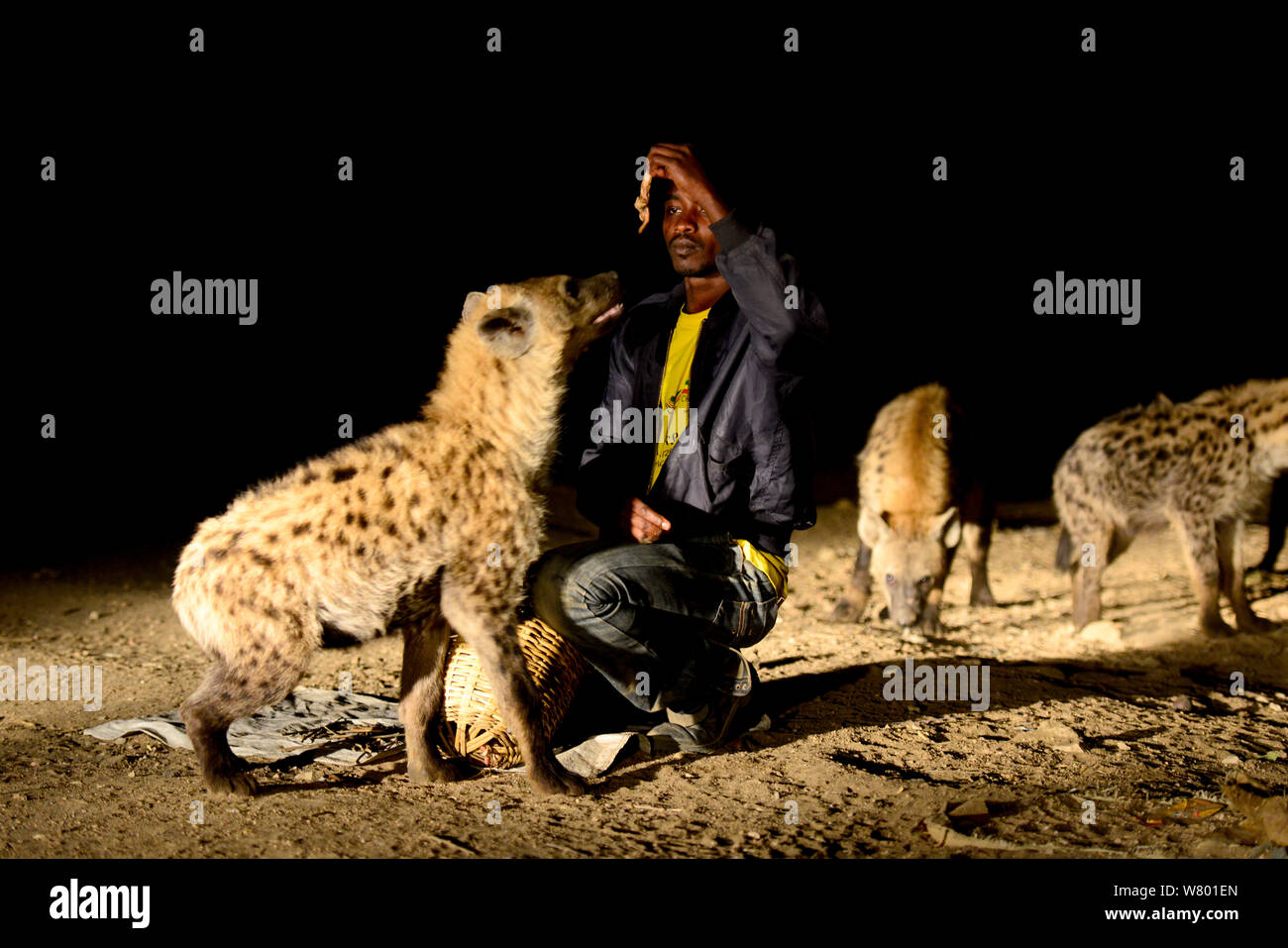 Man feeding hyena harar ethiopia hi-res stock photography and images ...