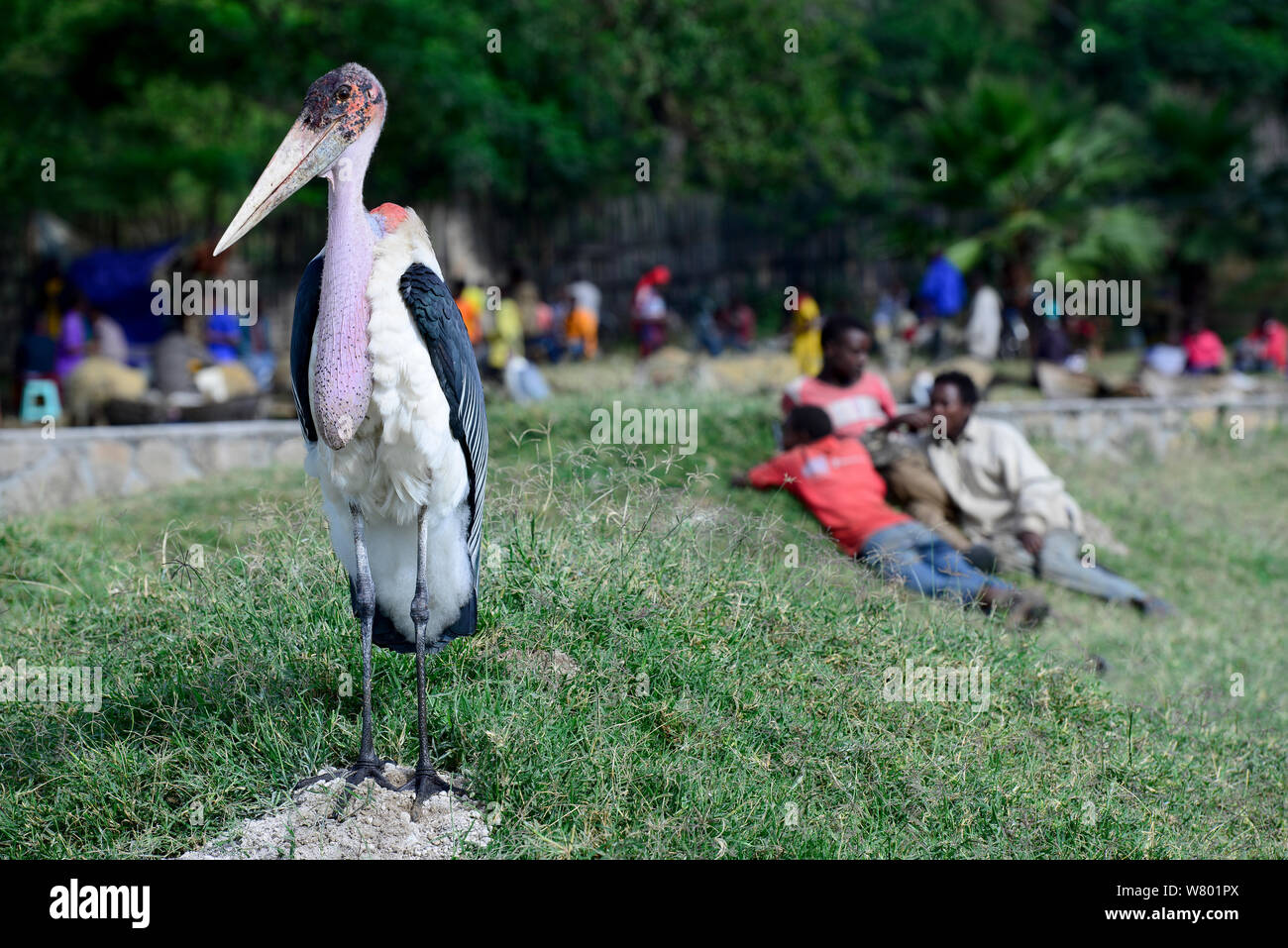 Stork marabou hi-res stock photography and images - Alamy