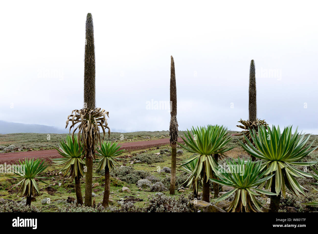 Giant lobelia (Lobelia rhynchopetalum), . Sanetti Plateau, Bale ...