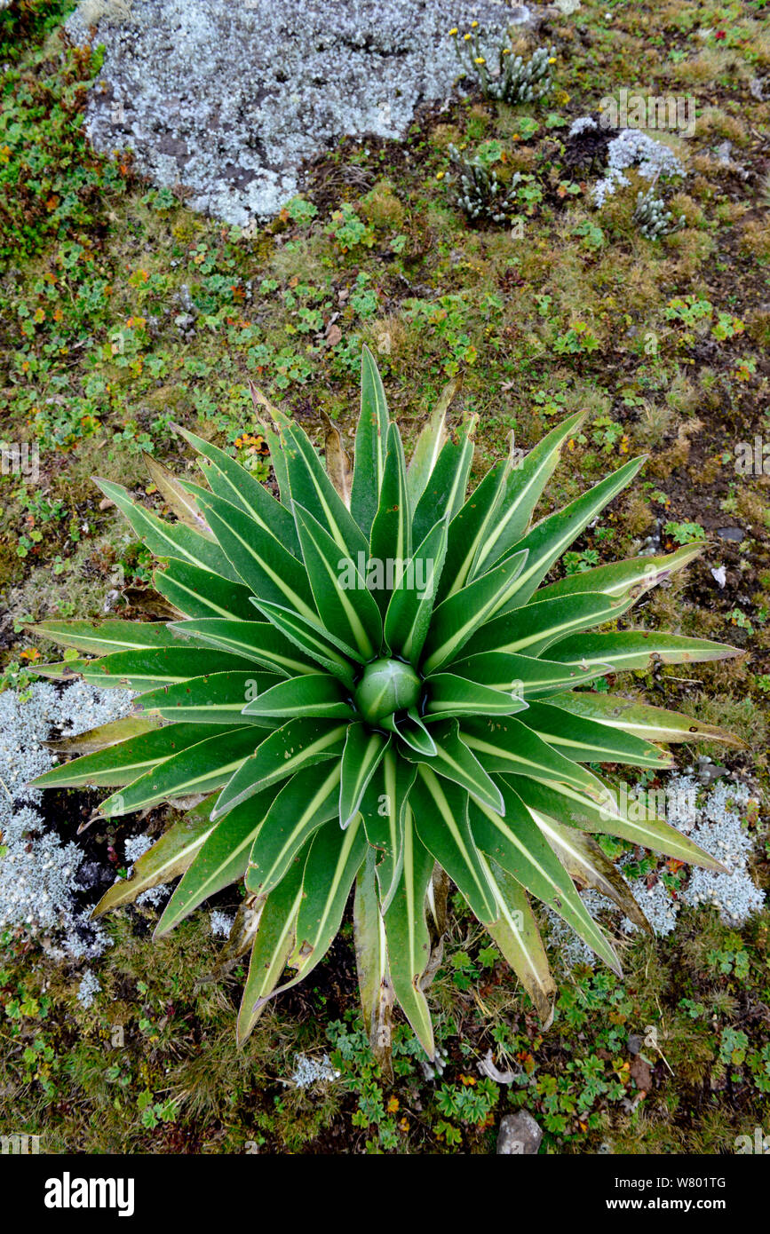 Giant lobelia (Lobelia rhynchopetalum), . Sanetti Plateau, Bale ...