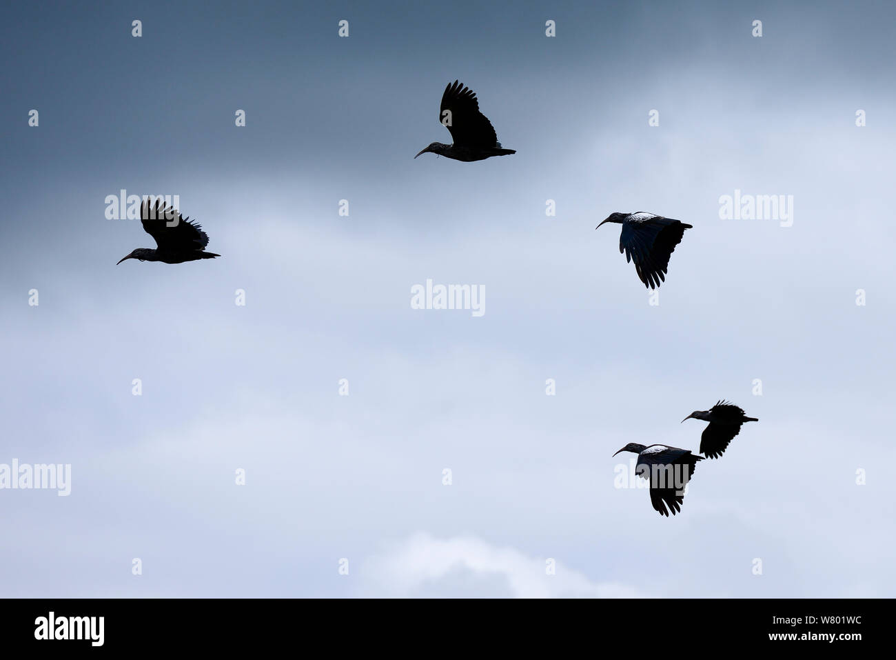 Endemic birds of ethiopia hi-res stock photography and images - Alamy