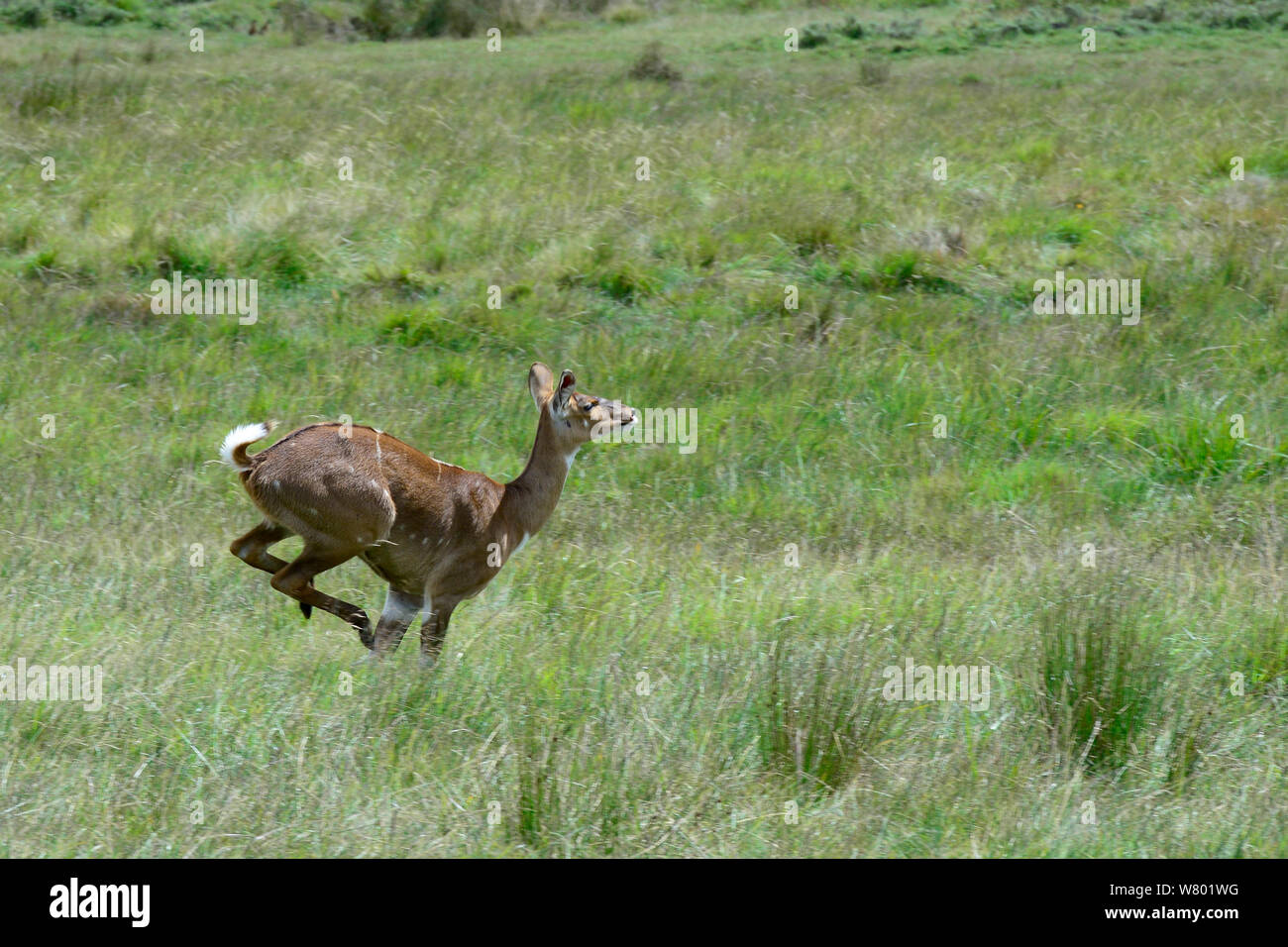 Mountain nyala (Tragelaphus buxtoni) running female. Bale Mountains ...