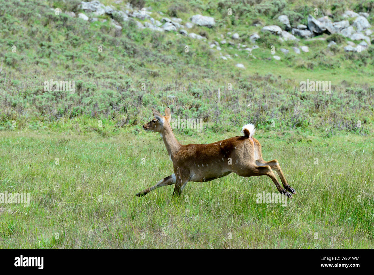 Mountain nyala (Tragelaphus buxtoni) running, female. Bale Mountains ...