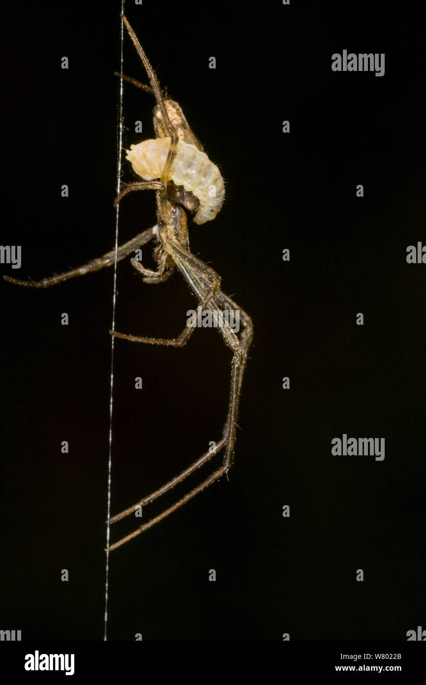 Parasitic weaver hi-res stock photography and images - Alamy