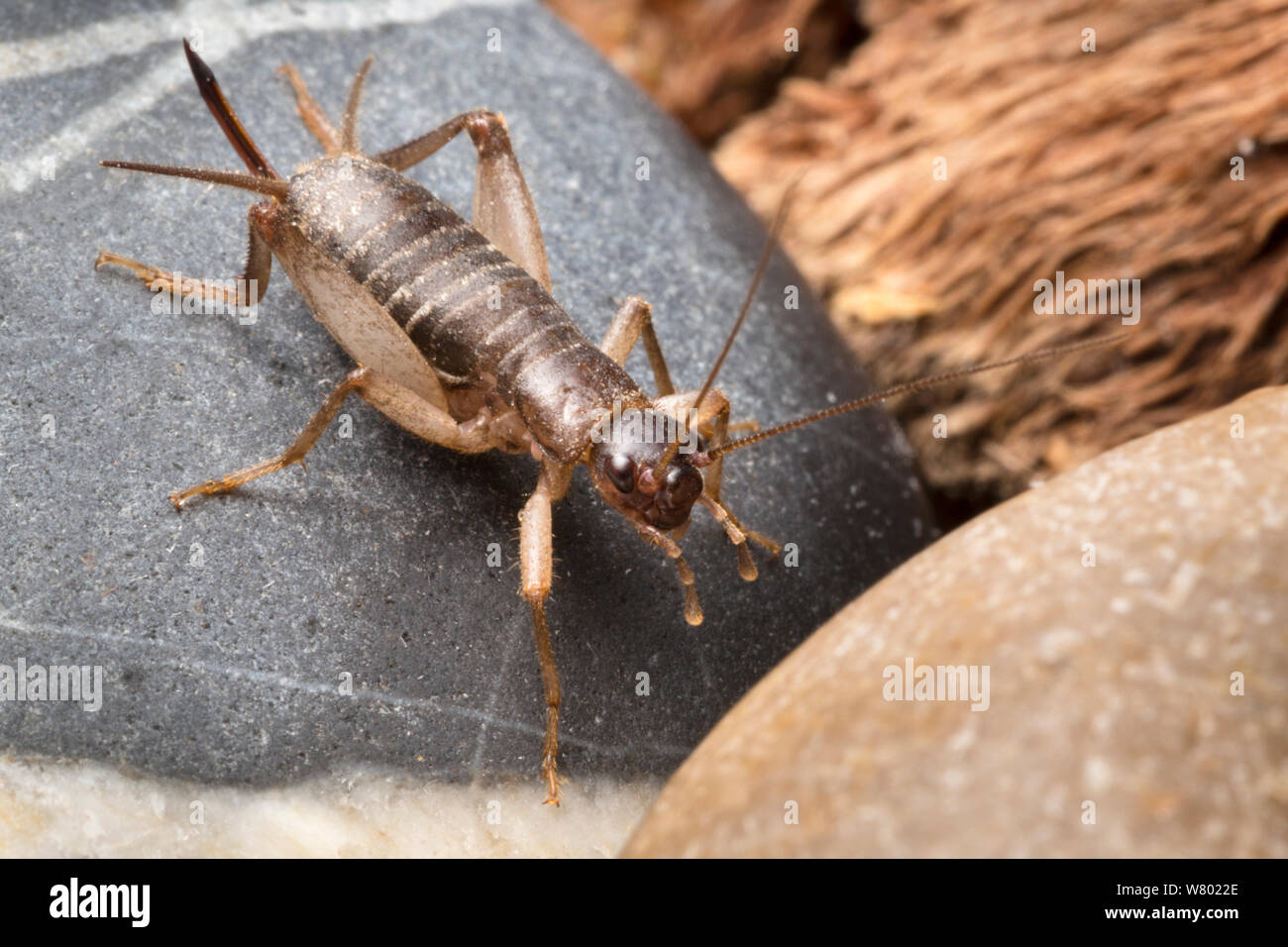 Scaly Cricket female (Pseudomogoplistes vicentae) amongst shingle ...