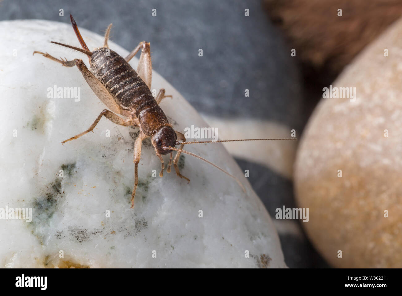 Cricket insect uk hi-res stock photography and images - Alamy