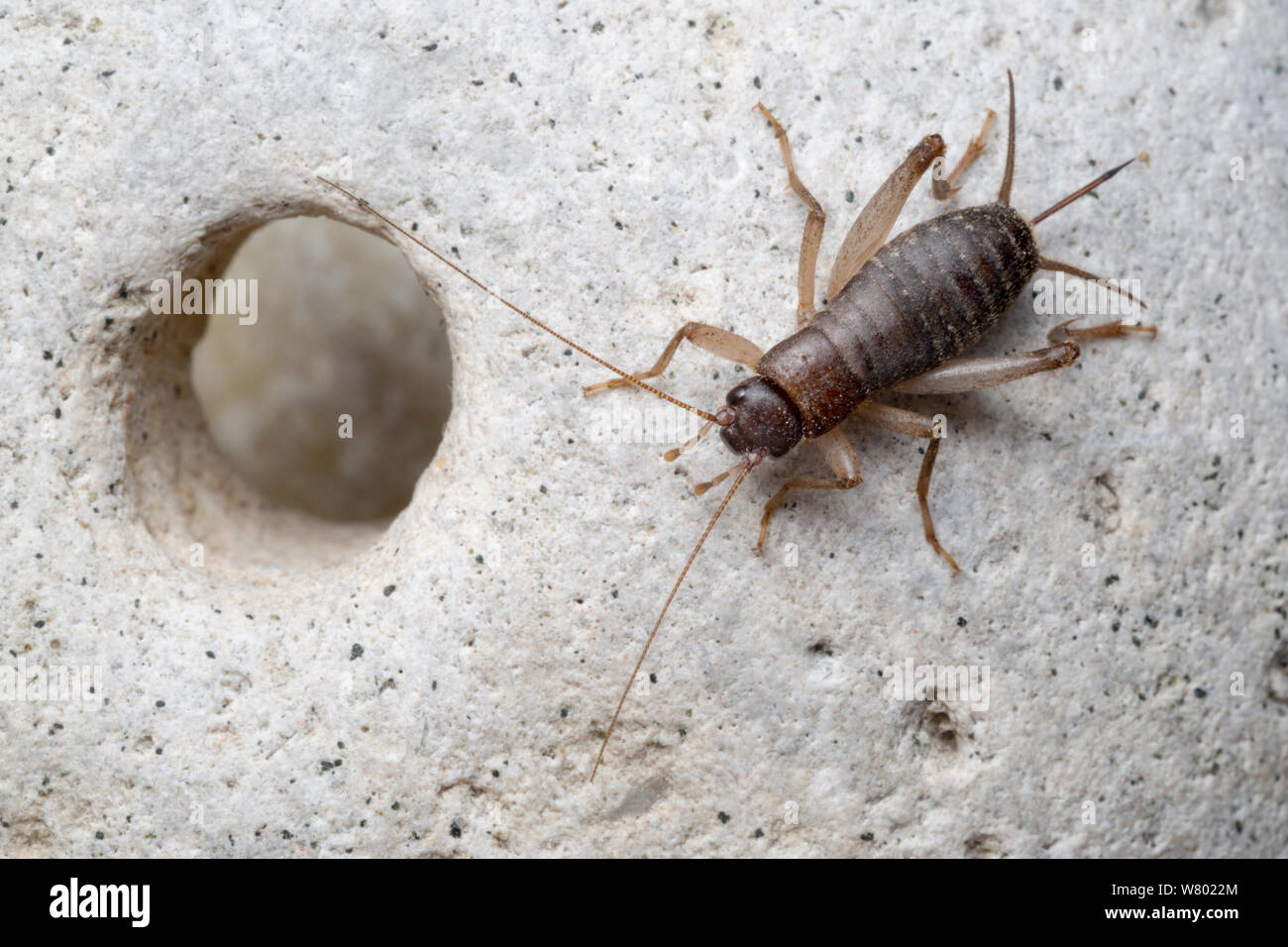 Scaly Cricket female (Pseudomogoplistes vicentae) amongst shingle ...