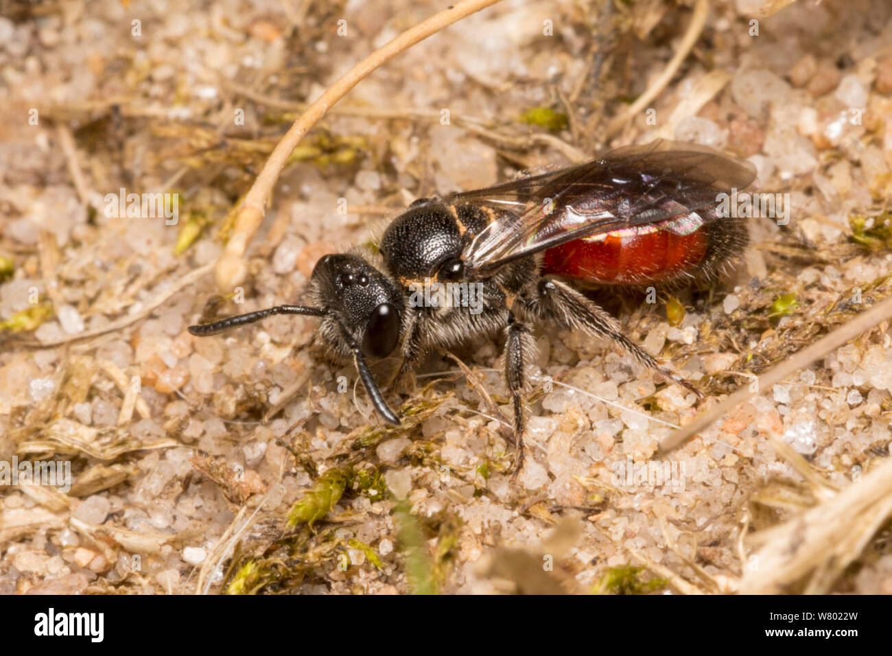 Cuckoo bee (Sphecodes sp.) female, Peak District National Park ...