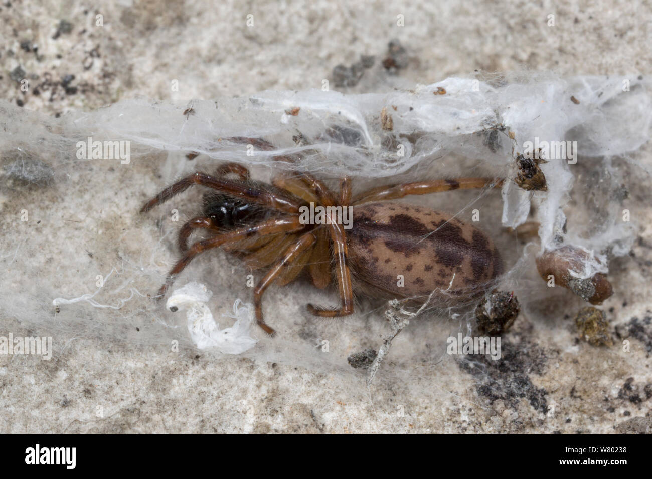 Snake-back spider (Segestria senoculata) in tube web in limestone scree ...