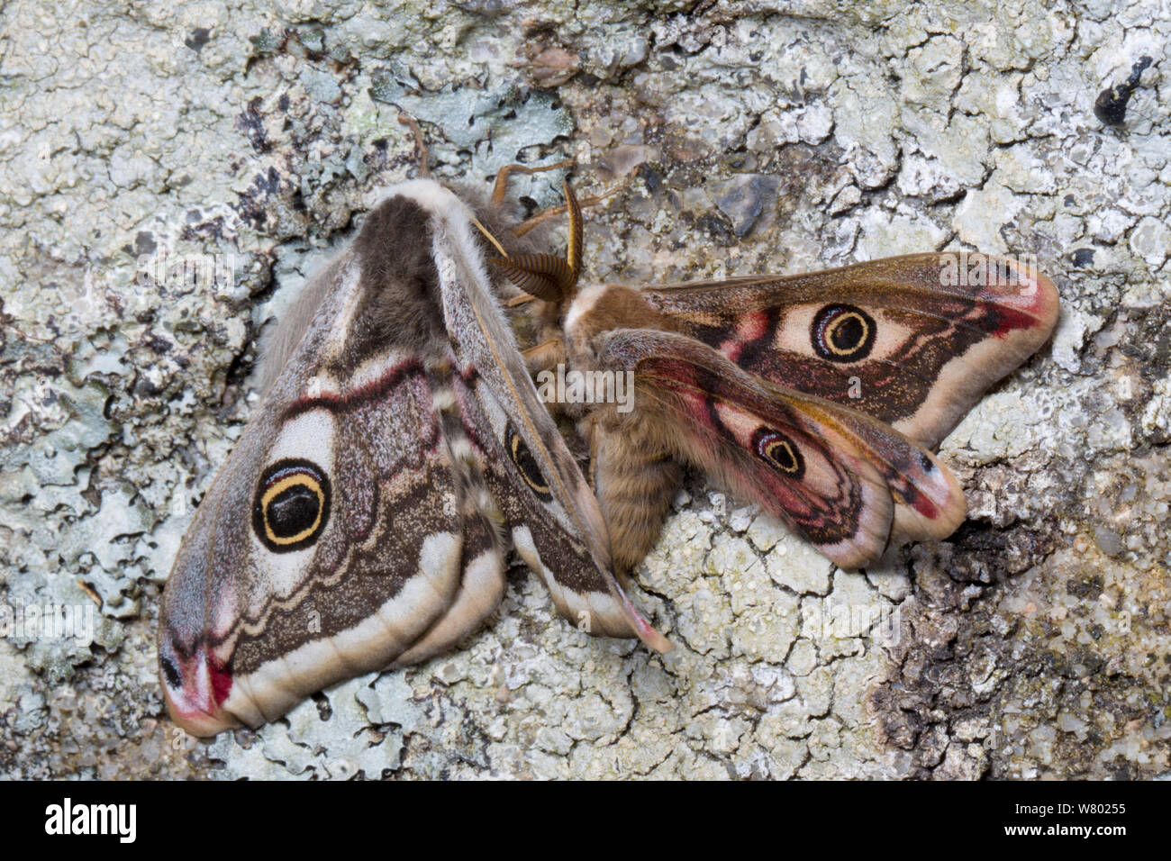 Emperor moths (Saturnia pavonia) mating, Peak District National Park ...