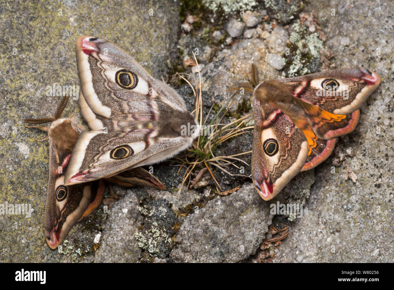 Mating Emperor Moths (Saturnia pavonia) with second male attracted in ...