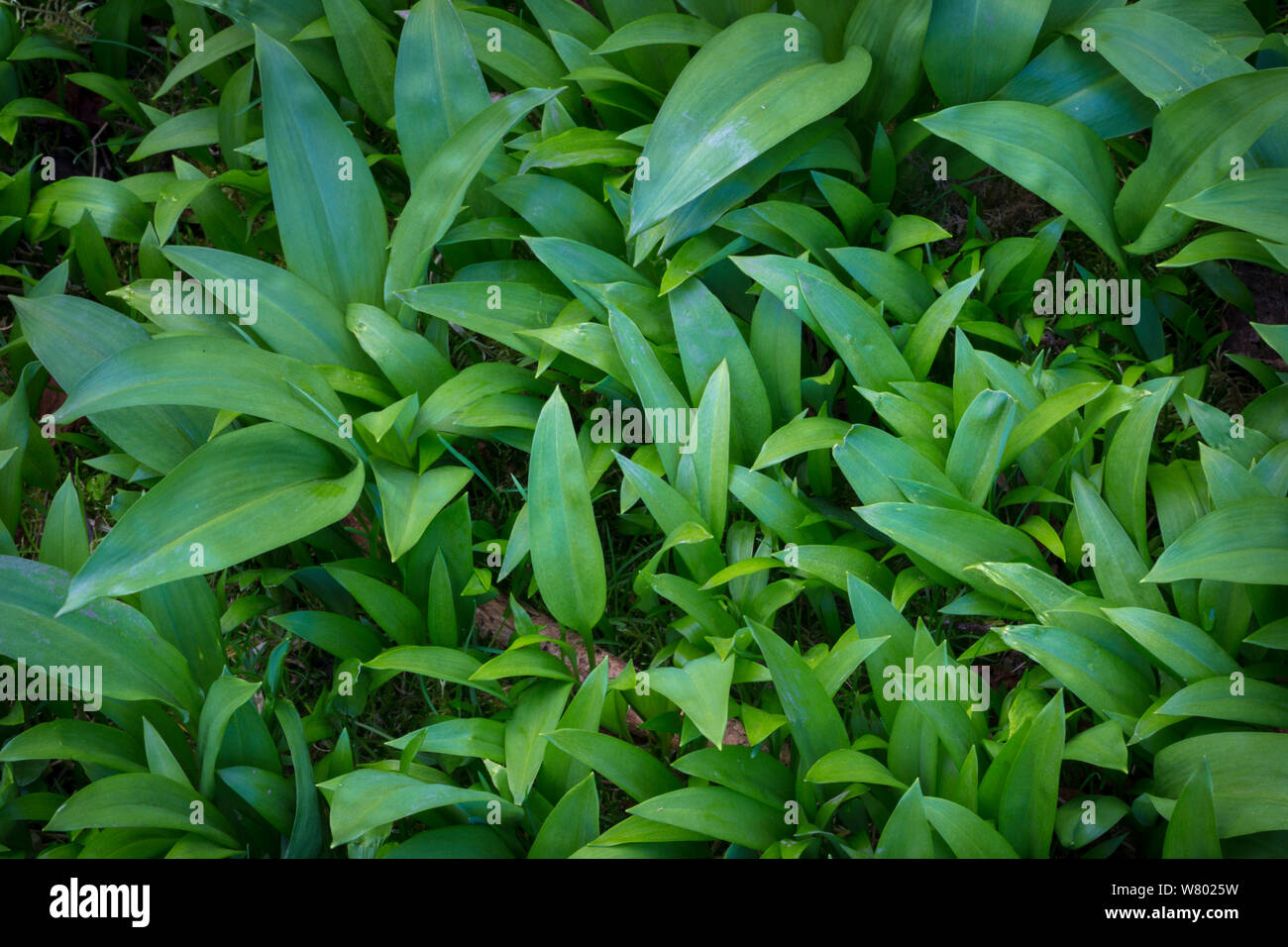 Wild Garlic / Ramsons (Allium ursinum) leaves emerging in early spring ...