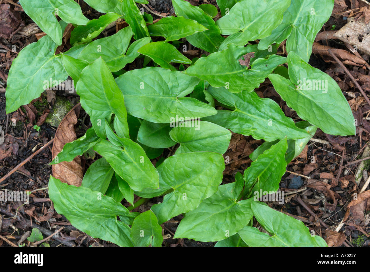 Wild arum / Lords and ladies / Cuckoo pint (Arum maculatum) leaves ...