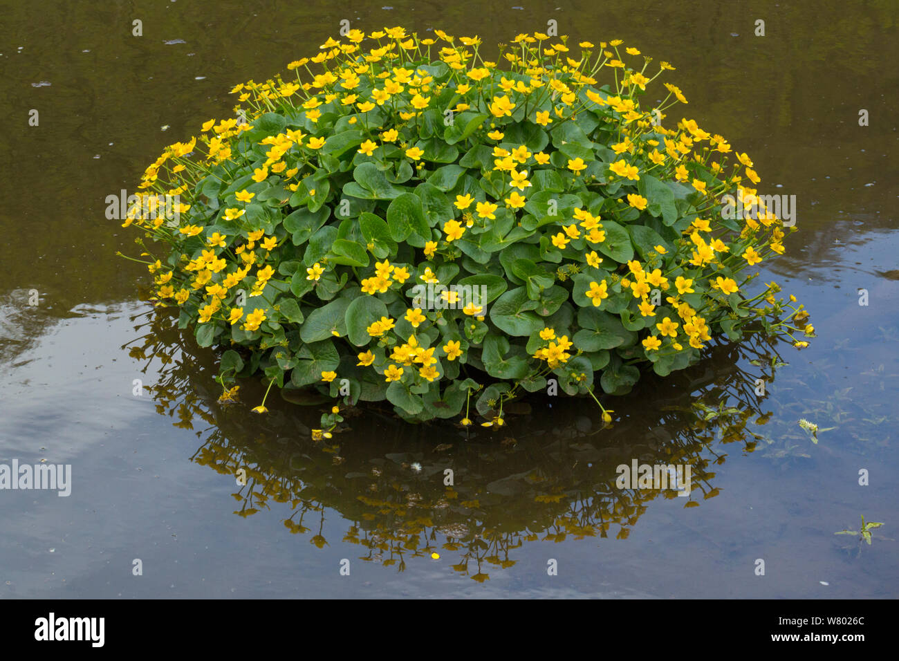 Western marshmarigold hi-res stock photography and images - Alamy
