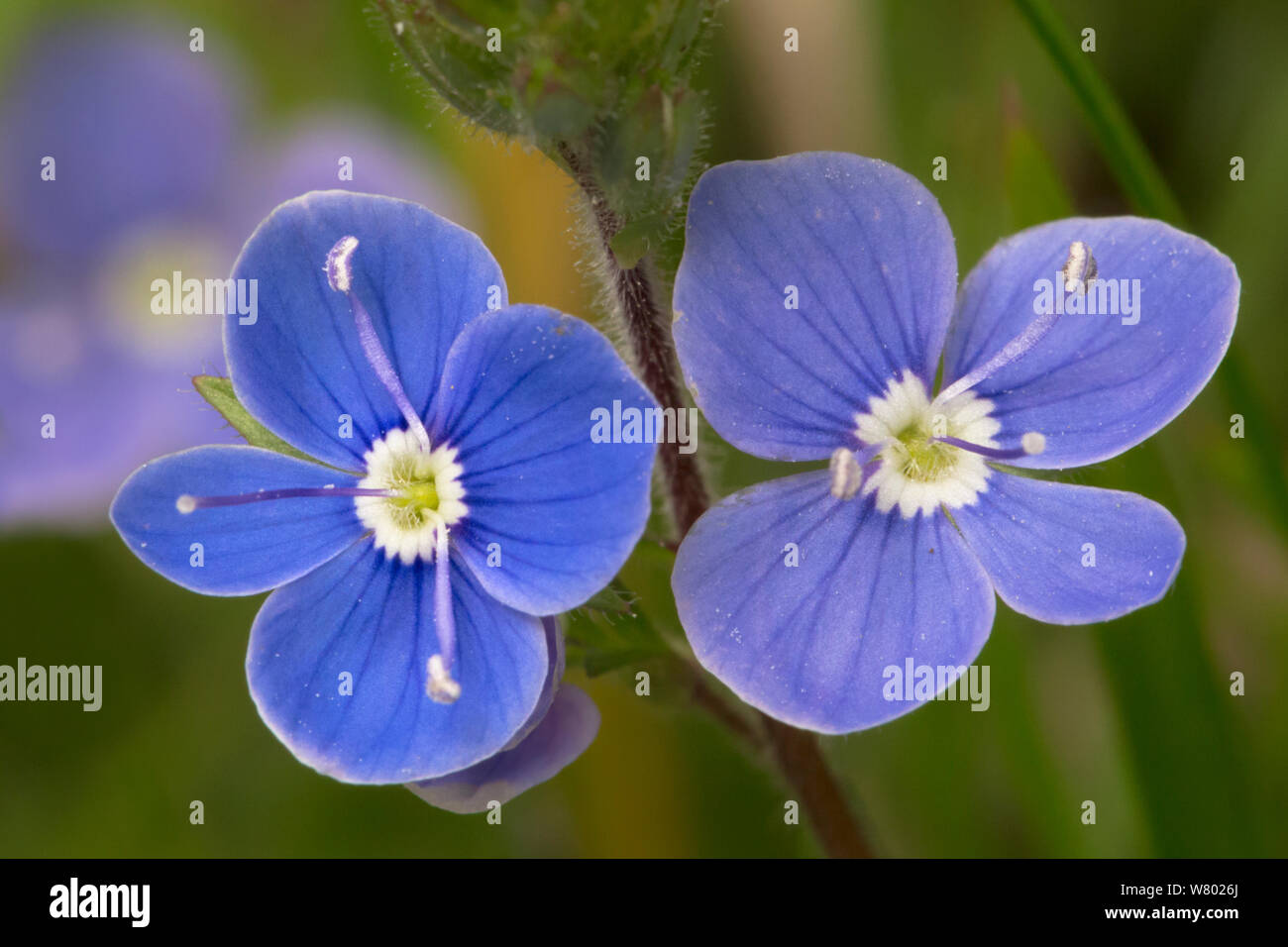 Germander speedwell flowers (Veronica chamaedrys). Peak District ...