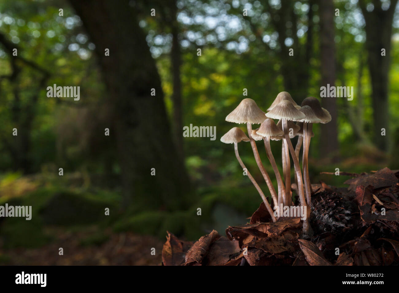 Wideangle view of Toadstools (Mycena sp.) growing on decaying wood ...