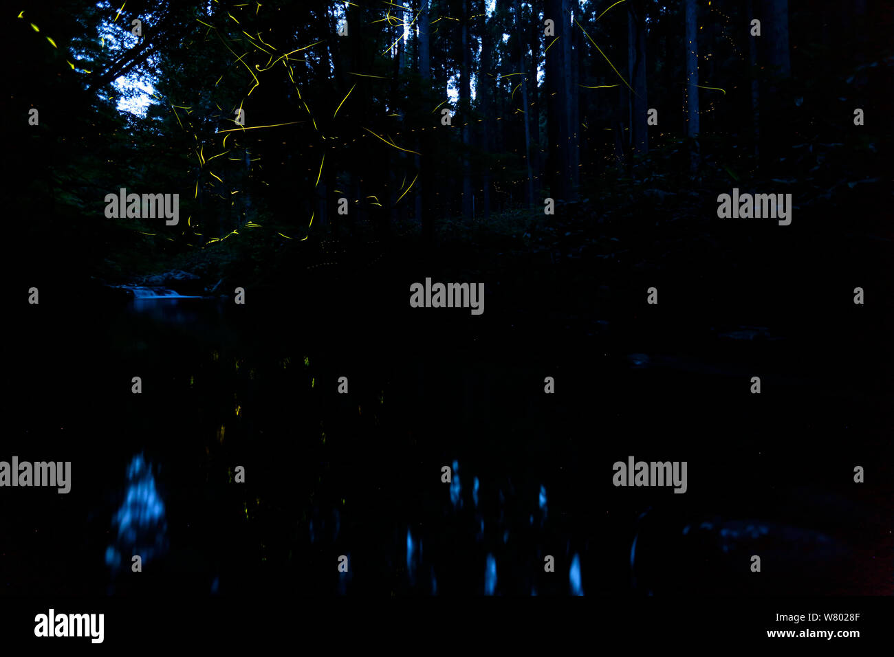 Light trails of Japanese fireflies (Hotaria parvula and Luciola ...