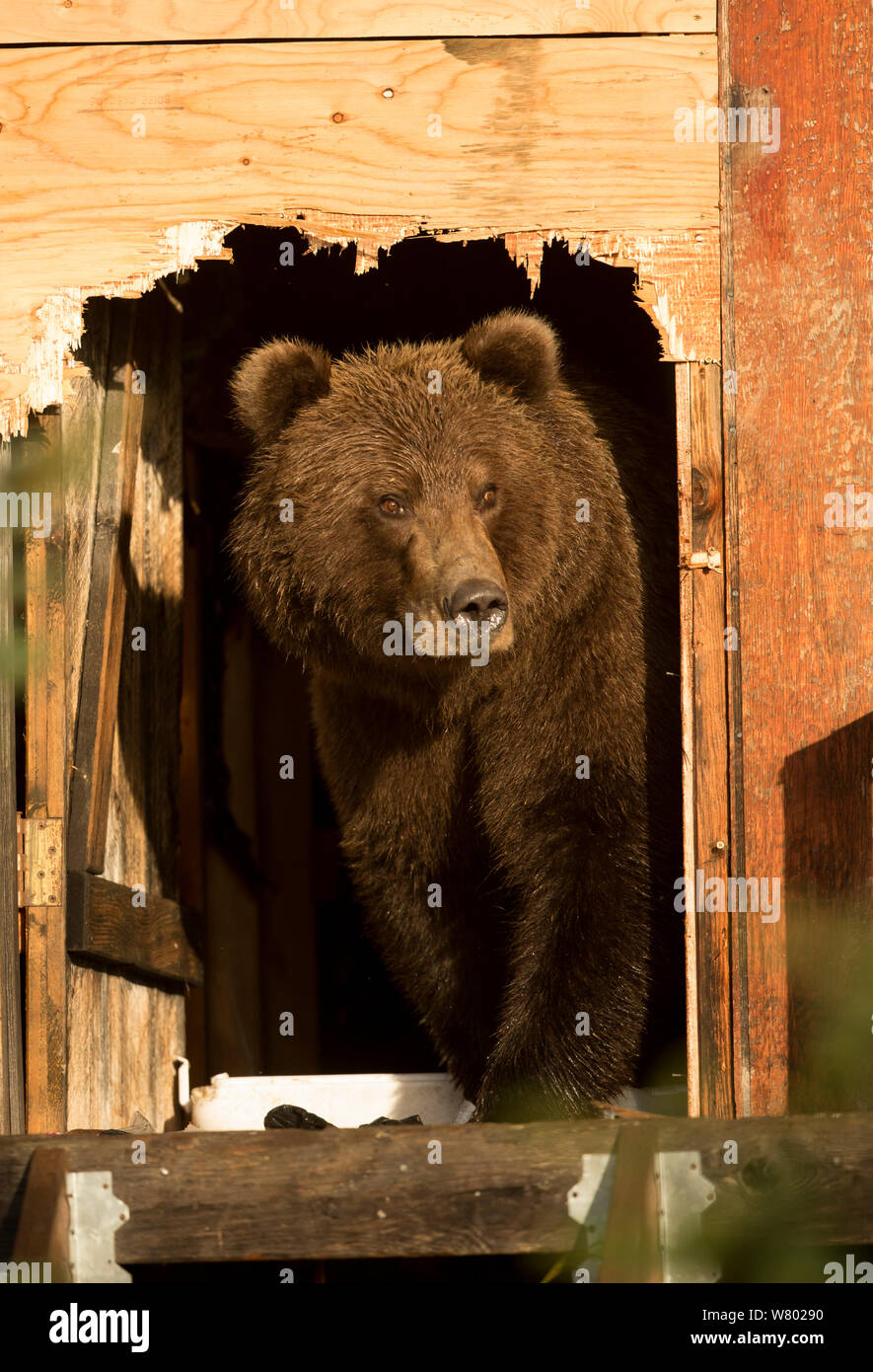 Coastal brown bear (Ursus arctos) raiding shed, Lake Clarke National ...