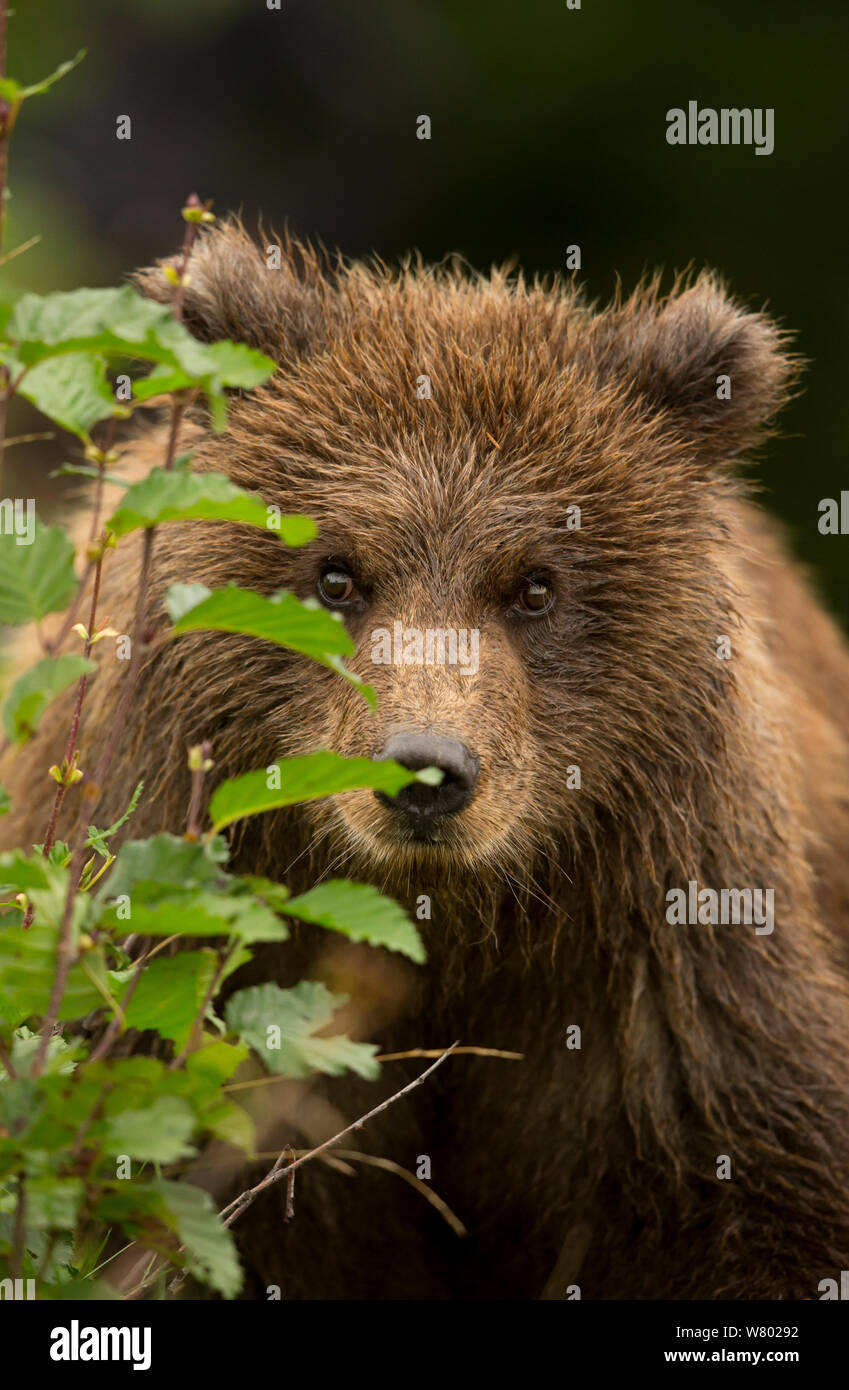 Behind vegetation hi-res stock photography and images - Alamy