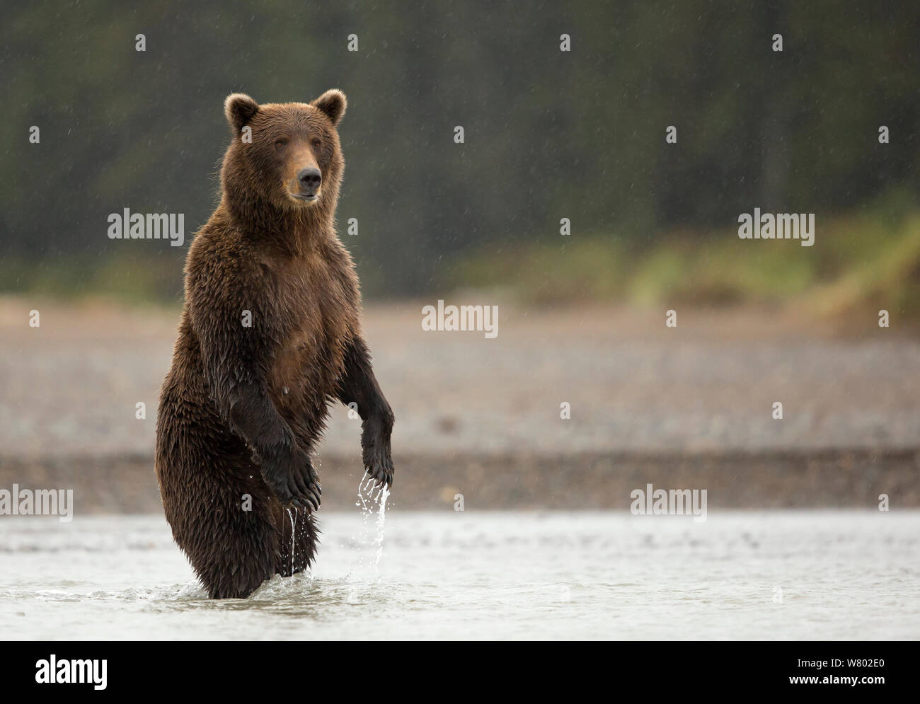 Brown bear standing hi-res stock photography and images - Alamy