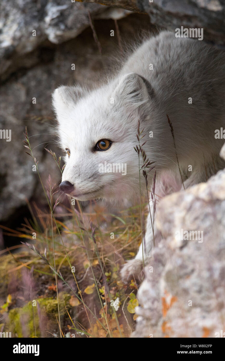Arctic fox (Vulpes lagopus) in winter coat, peering past rocks ...