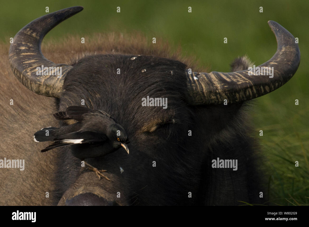 Crested myna birds hi-res stock photography and images - Alamy