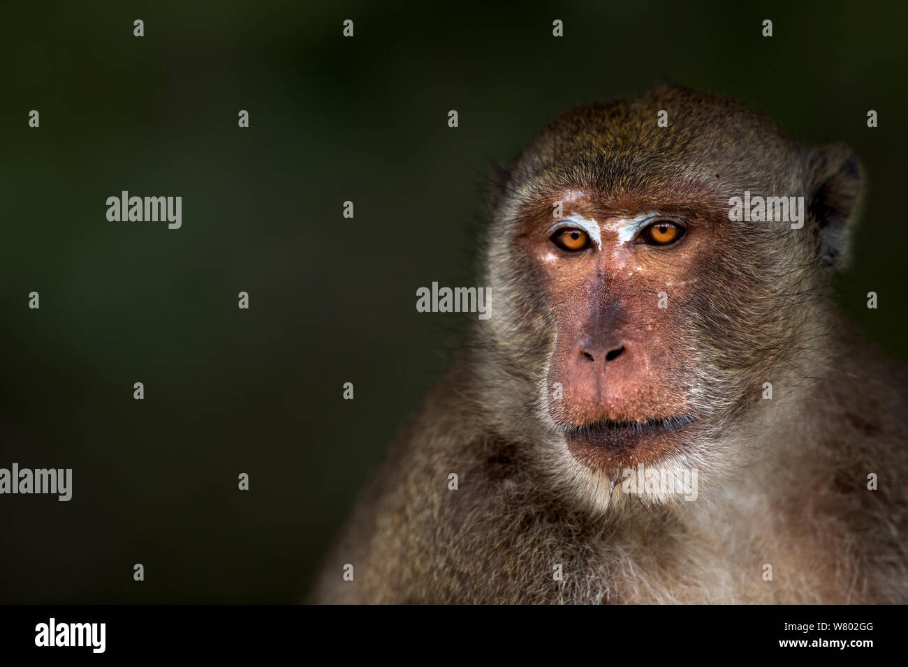 Sam space monkey hi-res stock photography and images - Alamy