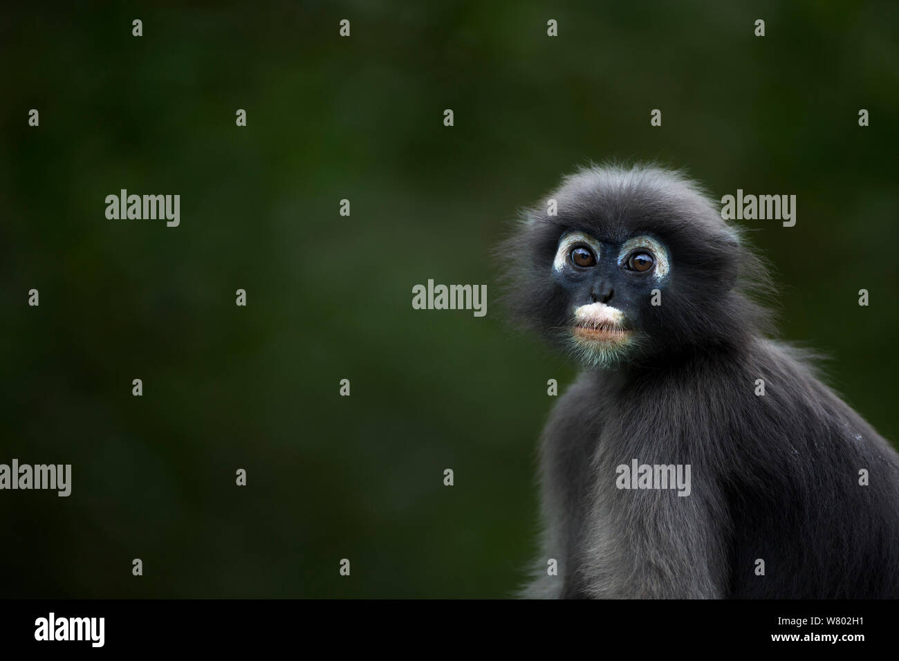 Sam space monkey hi-res stock photography and images - Alamy