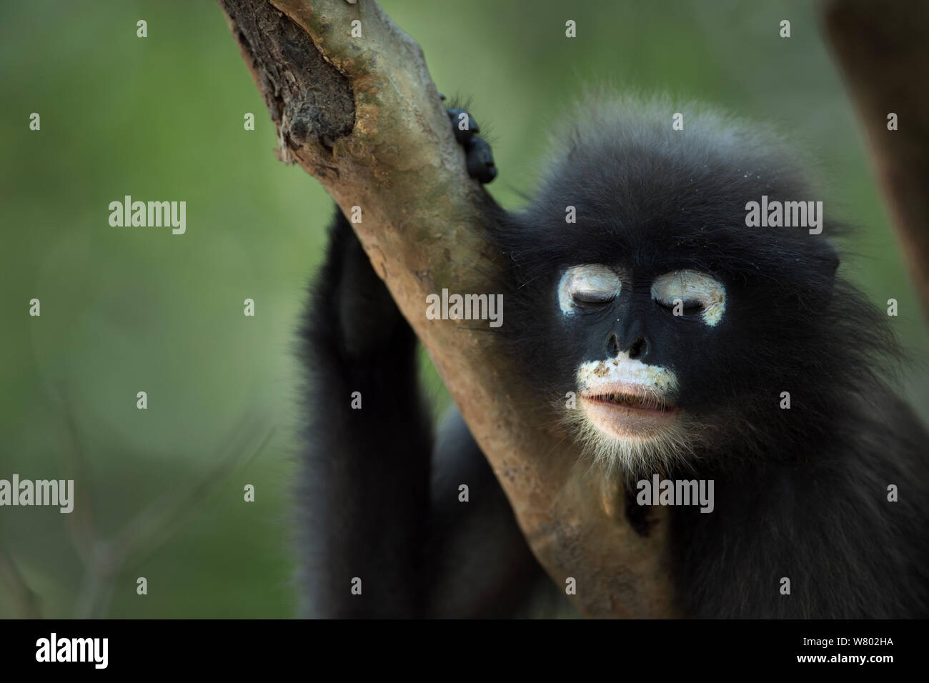 Trachypithecus obscurus eyes hi-res stock photography and images - Alamy