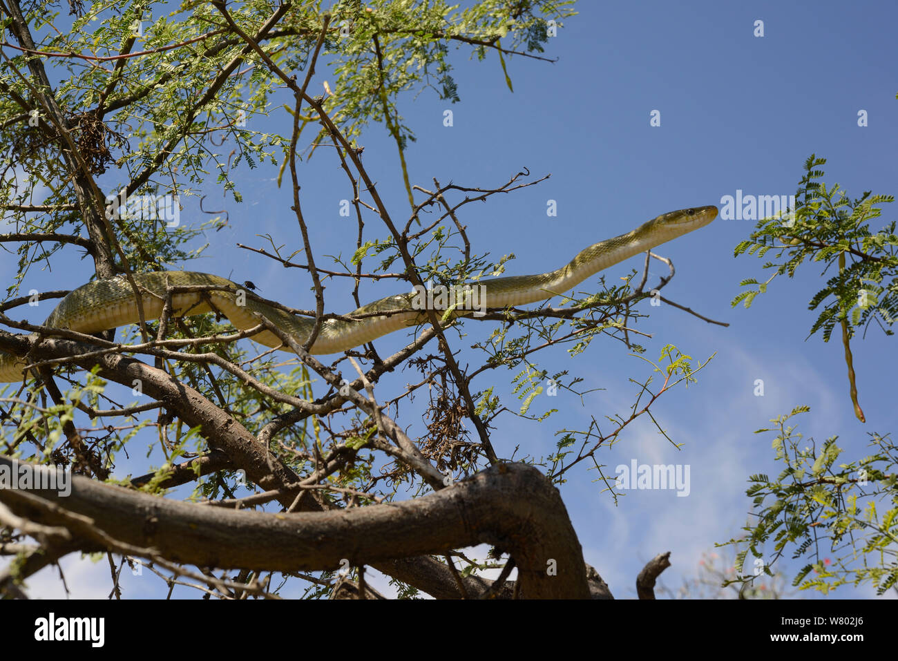 Green ratsnake (Senticolis triaspis intermedia) moving between bushes ...
