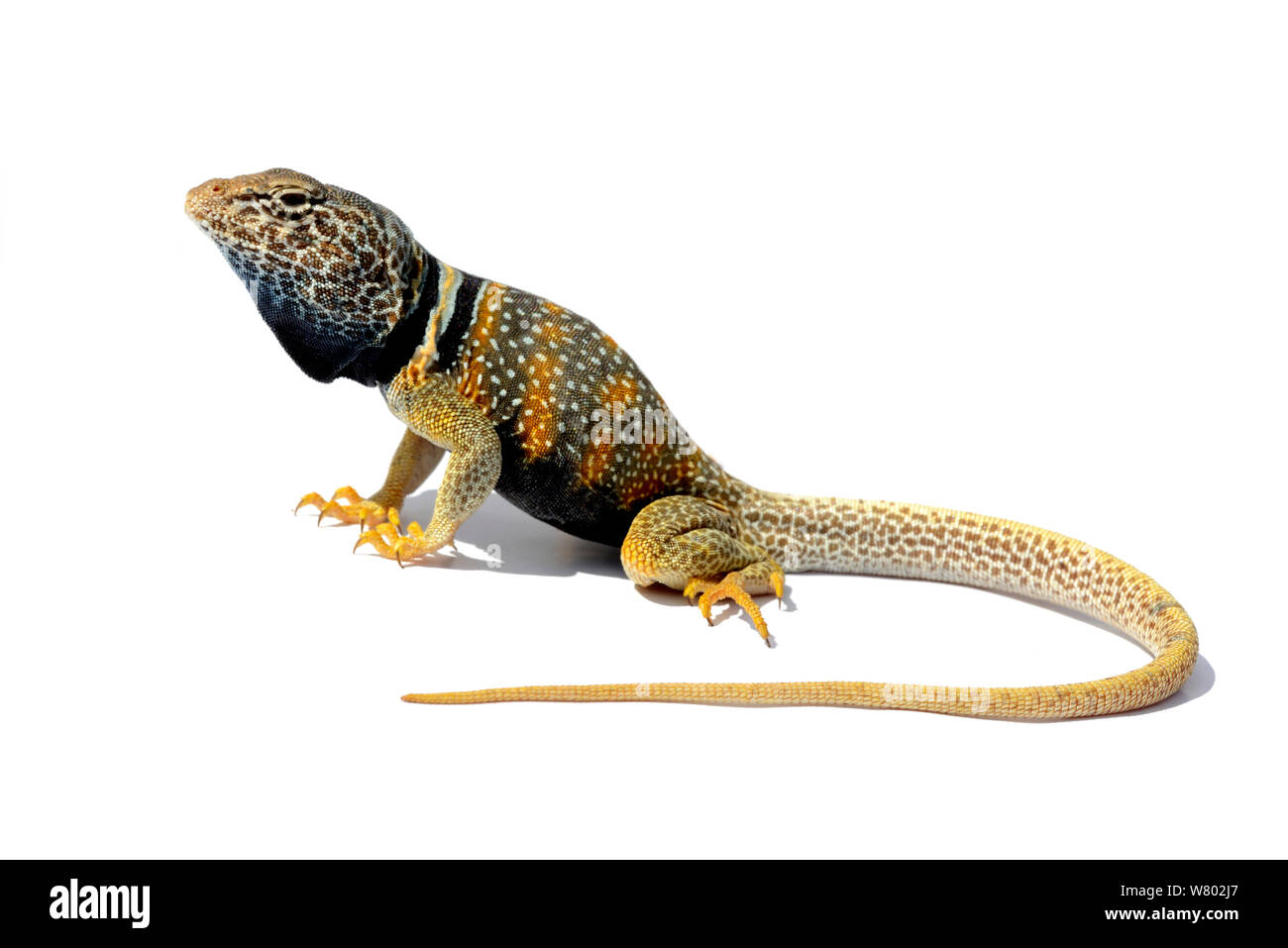 Collared lizard Cut Out Stock Images & Pictures - Alamy