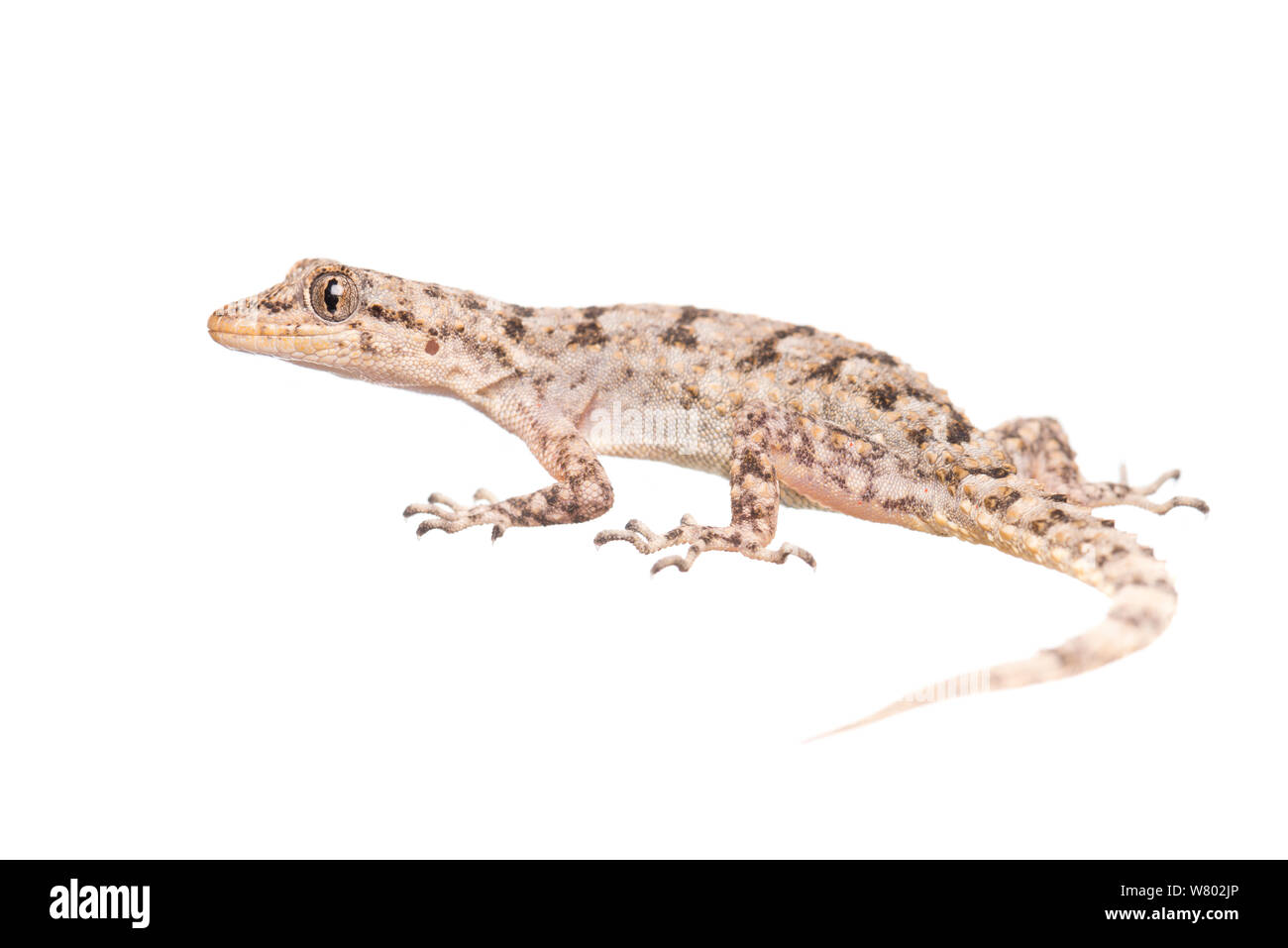 Side view of gecko Cut Out Stock Images & Pictures - Alamy