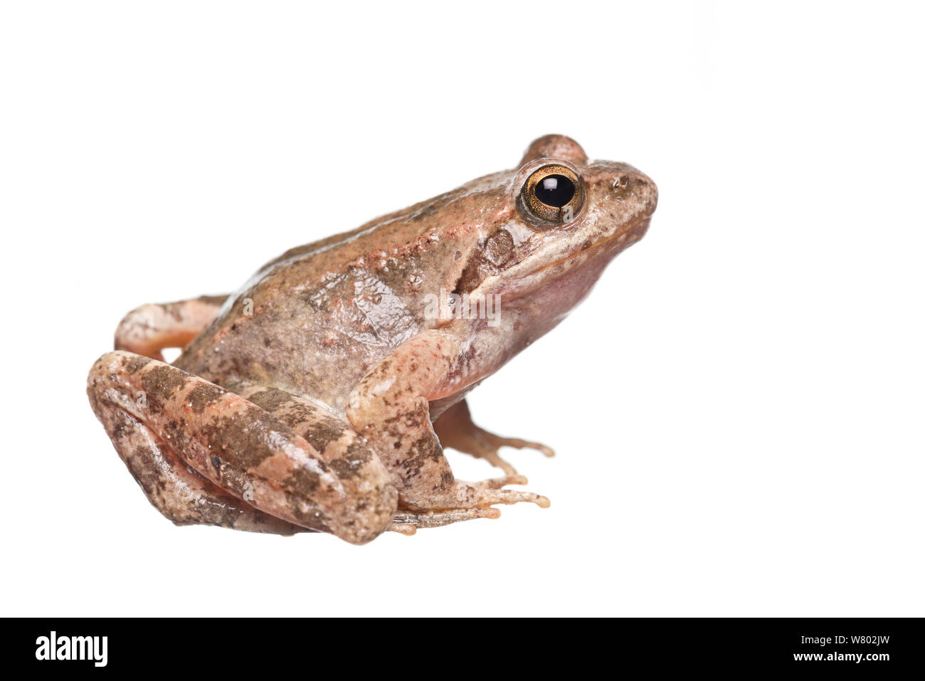 Frog Rana Graeca High Resolution Stock Photography and Images - Alamy