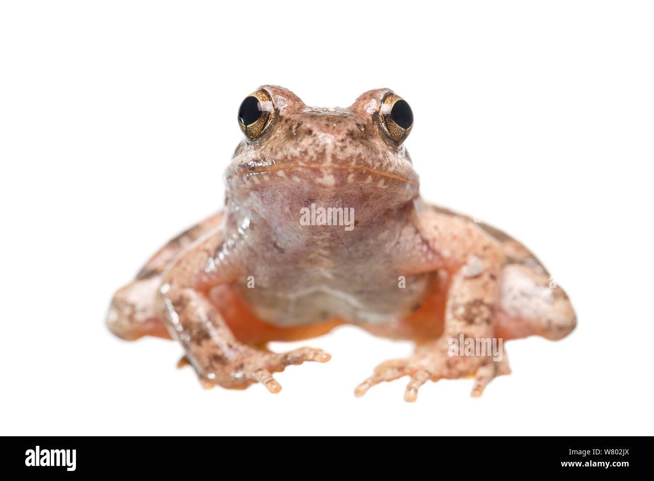 Greek stream frog (Rana graeca) adult, Greece, June. Meetyourneighbours ...