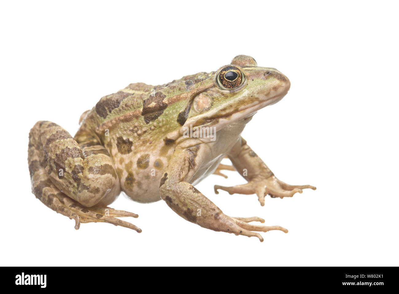 Balkan wildlife Cut Out Stock Images & Pictures - Alamy