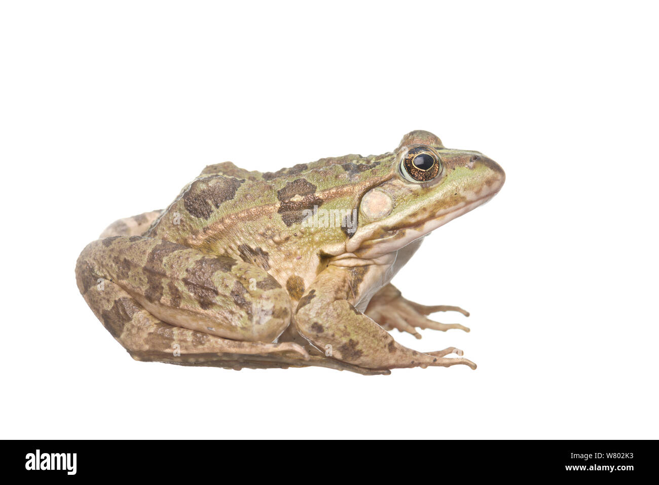 Balkan Frog (Pelophylax kurtmuelleri) female, Greece, June ...