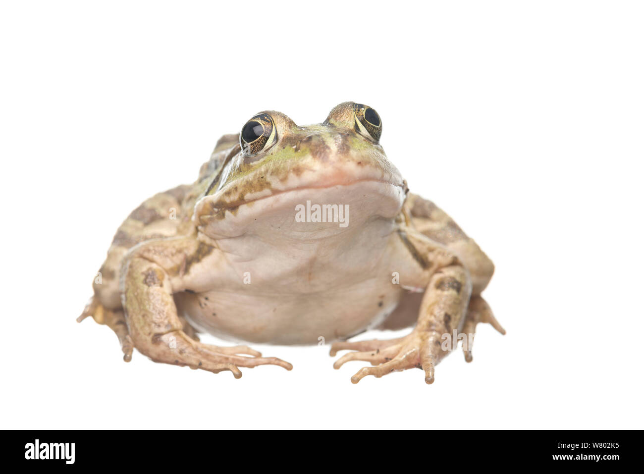 Balkan Frog (Pelophylax kurtmuelleri) female, Greece, June ...