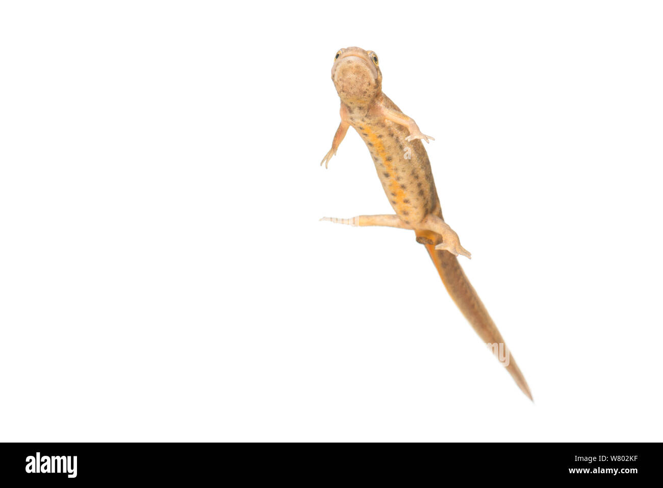 Smooth newt (Lissotriton vulgaris) female, The Netherlands, June ...