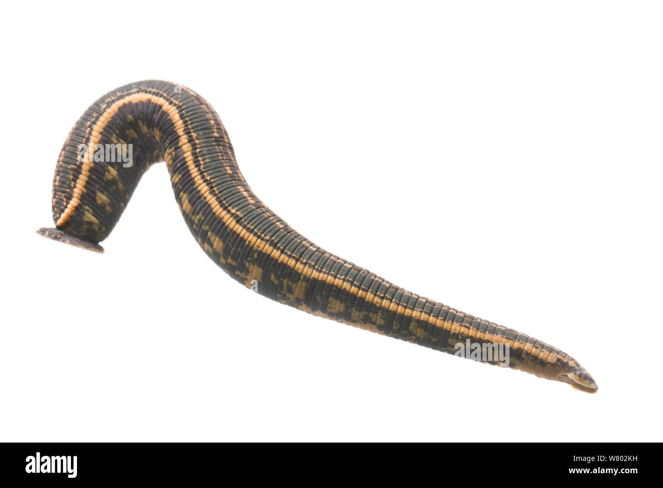 European medicinal leech (Hirudo medicinalis) adult, The Netherlands ...