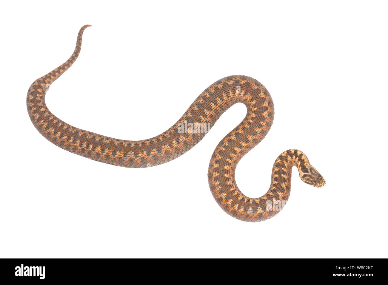 Northern adder Cut Out Stock Images & Pictures - Alamy