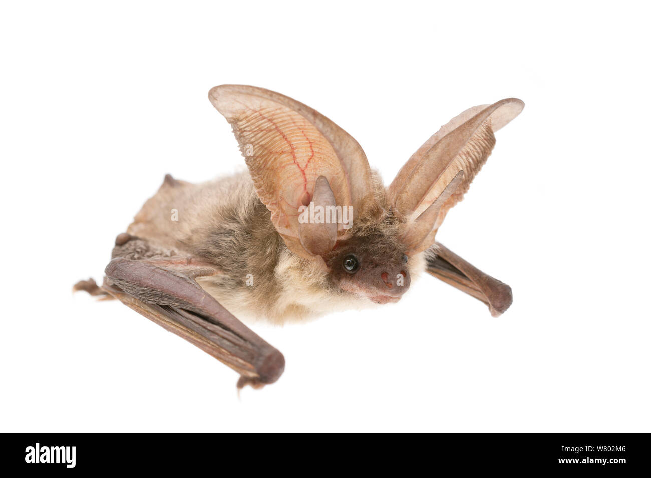 Grey long-eared bat (Plecotus austriacus) adult, La Brenne, France. May ...
